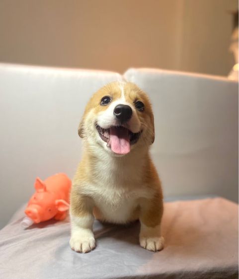 ซื้อ ขาย หมา สุนัข คอร์กี้ (Corgi) ออนไลน์ ราคาถูก | Kaidee