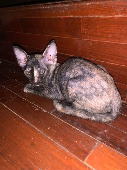 แมวสฟิงซ์ (Sphynx cat) พร้อมย้ายบ้าน ราคา XXXXX บาท - Kaidee
