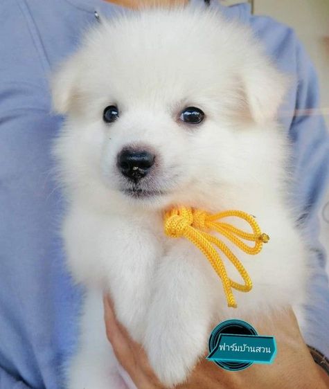 ลูกแจแปน นิ ส สปิ ต ซ์ - Kaidee