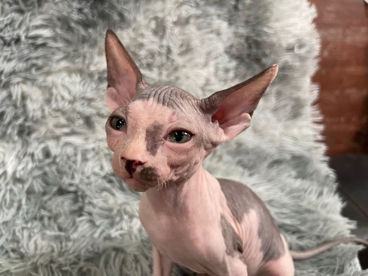 ซื้อ ขาย แมว สฟิงซ์ (sphynx) ออนไลน์ ราคาถูก หน้า 2 | Kaidee