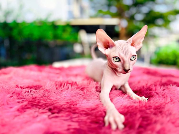 ซื้อ ขาย แมว สฟิงซ์ (sphynx) ออนไลน์ ราคาถูก | Kaidee