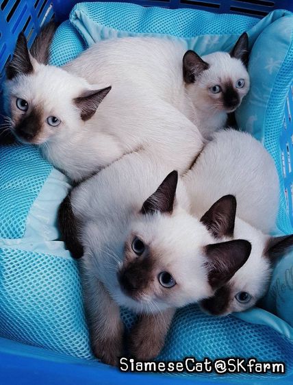 ซื้อ ขาย แมว วิเชียรมาศ (Siamese Cat) ออนไลน์ ราคาถูก | Kaidee