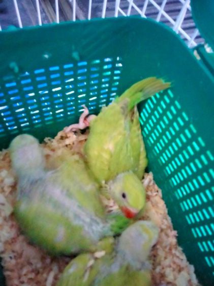 ริงเน็ค สอนพูดได้ - Kaidee