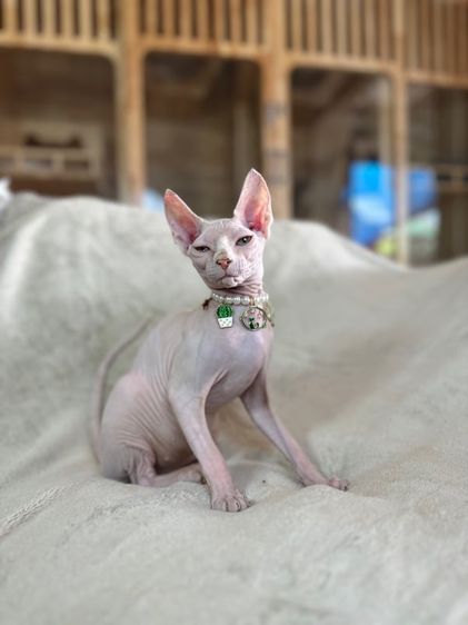 ซื้อ ขาย แมว สฟิงซ์ (sphynx) ออนไลน์ ราคาถูก หน้า 2 | Kaidee