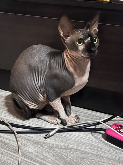 ซื้อ ขาย แมว สฟิงซ์ (sphynx) ออนไลน์ ราคาถูก หน้า 2 | Kaidee
