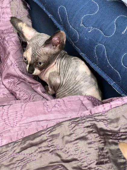 ซื้อ ขาย แมว สฟิงซ์ (sphynx) ออนไลน์ ราคาถูก หน้า 2 | Kaidee