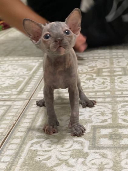 ซื้อ ขาย แมว สฟิงซ์ (sphynx) ออนไลน์ ราคาถูก หน้า 2 | Kaidee