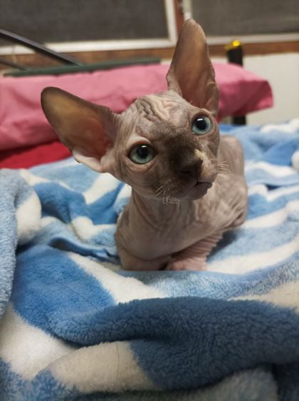 ซื้อ ขาย แมว สฟิงซ์ (sphynx) ออนไลน์ ราคาถูก หน้า 2 | Kaidee