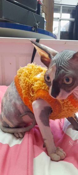 ซื้อ ขาย แมว สฟิงซ์ (sphynx) ออนไลน์ ราคาถูก หน้า 2 | Kaidee