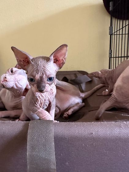 ซื้อ ขาย แมว สฟิงซ์ (sphynx) ออนไลน์ ราคาถูก หน้า 2 | Kaidee