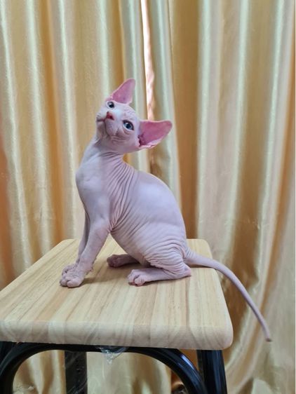 ซื้อ ขาย แมว สฟิงซ์ (sphynx) ออนไลน์ ราคาถูก | Kaidee