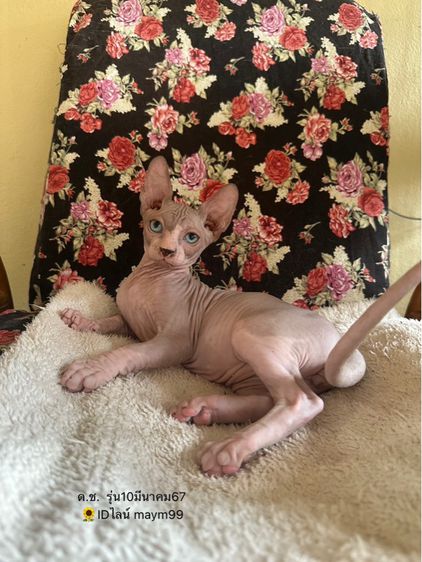 ซื้อ ขาย แมว สฟิงซ์ (sphynx) ออนไลน์ ราคาถูก หน้า 2 | Kaidee