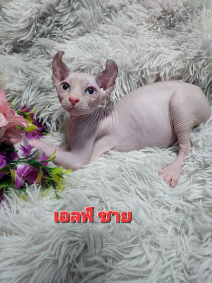 ซื้อ ขาย แมว สฟิงซ์ (sphynx) ออนไลน์ ราคาถูก หน้า 2 | Kaidee