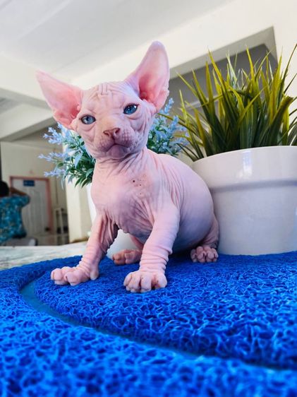 ซื้อ ขาย แมว สฟิงซ์ (sphynx) ออนไลน์ ราคาถูก หน้า 2 | Kaidee