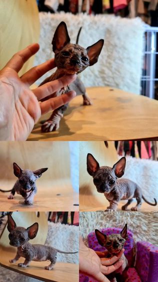 ซื้อ ขาย แมว สฟิงซ์ (sphynx) ออนไลน์ ราคาถูก หน้า 2 | Kaidee