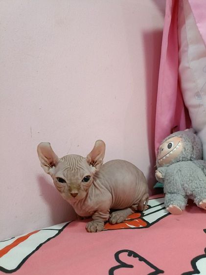 ซื้อ ขาย แมว สฟิงซ์ (sphynx) ออนไลน์ ราคาถูก | Kaidee