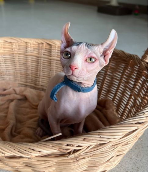 ซื้อ ขาย แมว สฟิงซ์ (sphynx) ออนไลน์ ราคาถูก หน้า 2 | Kaidee