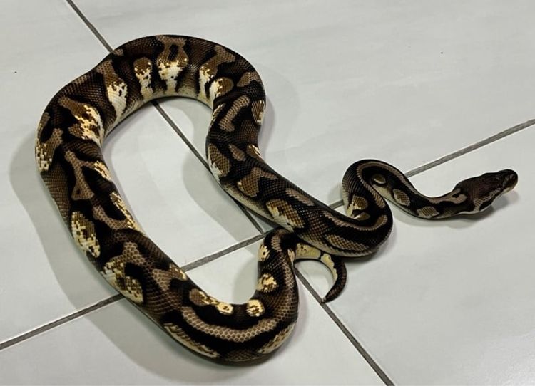 Calico pastel - Kaidee