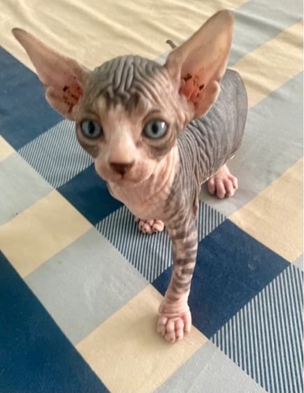 ซื้อ ขาย แมว สฟิงซ์ (sphynx) ออนไลน์ ราคาถูก หน้า 2 | Kaidee