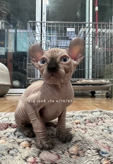 ซื้อ ขาย แมว สฟิงซ์ (sphynx) ออนไลน์ ราคาถูก | Kaidee