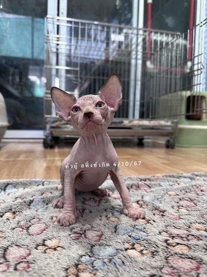 ซื้อ ขาย แมว สฟิงซ์ (sphynx) ออนไลน์ ราคาถูก | Kaidee