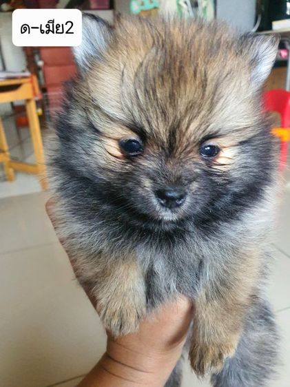 ปอมแท้ หน้าfox ขนยาว - Kaidee