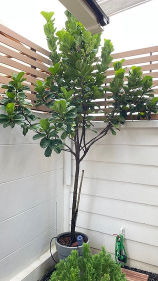 ไทรใบสัก - Kaidee