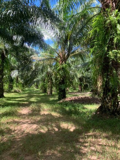 สวนปาล์ม - 370445503 - Kaidee