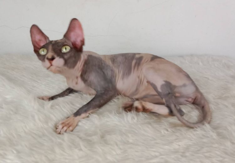 20.แมวสฟิงซ์ เพศเมีย หาบ้าน Sphynx Cat Female looking for a new home - 370514825 - Kaidee
