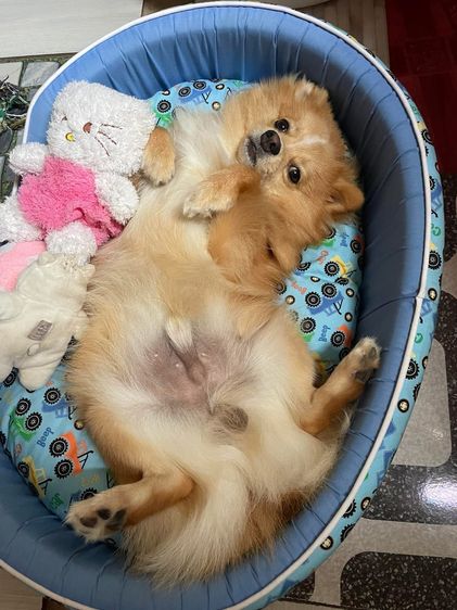 ปอมเมอเรเนียม1คู่เพศผู้และเพศเมีย6000 - Kaidee