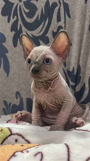 แมวสฟิงซ์ sphynx cat - Kaidee