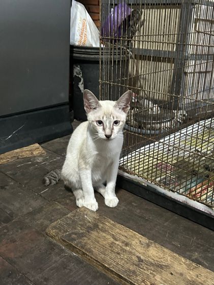 ซื้อ ขาย แมว วิเชียรมาศ (Siamese Cat) ออนไลน์ ราคาถูก | Kaidee