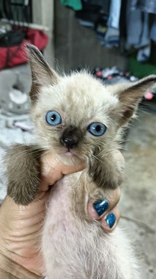 ซื้อ ขาย แมว วิเชียรมาศ (Siamese Cat) ออนไลน์ ราคาถูก | Kaidee