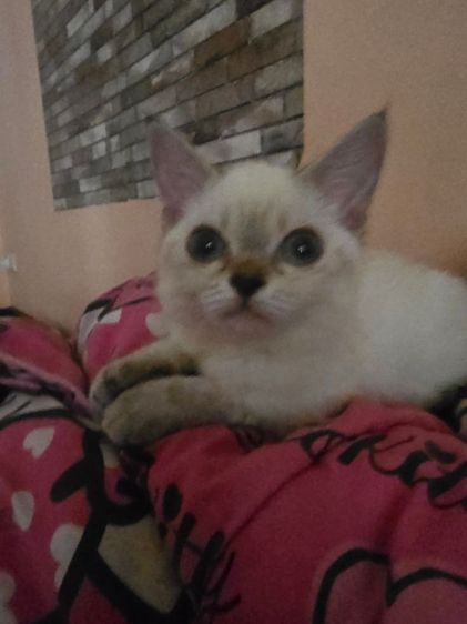 Siamese British Cat "วิเชียรมาศผสมบริติชช็อตแฮร์" - Kaidee