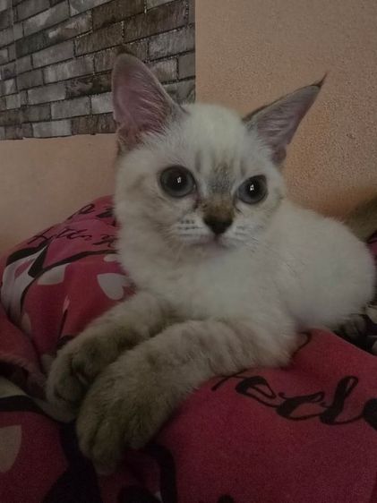 Siamese British Cat "วิเชียรมาศผสมบริติชช็อตแฮร์" - Kaidee