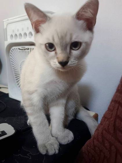 Siamese British Cat "วิเชียรมาศผสมบริติชช็อตแฮร์" - Kaidee