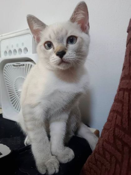 Siamese British Cat "วิเชียรมาศผสมบริติชช็อตแฮร์" - Kaidee