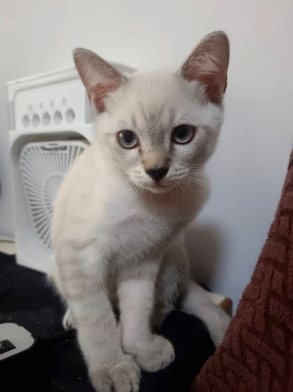Siamese British Cat "วิเชียรมาศผสมบริติชช็อตแฮร์" - Kaidee