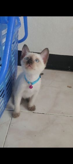 ซื้อ ขาย แมว วิเชียรมาศ (Siamese Cat) ออนไลน์ ราคาถูก | Kaidee
