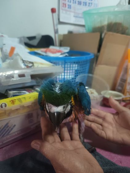 บลูโกล Blue and Gold Macaw - Kaidee