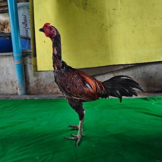 ไก่ชน - Kaidee
