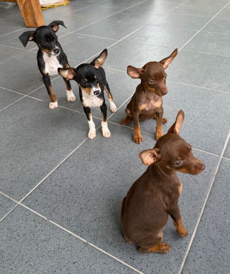 ลูกสุนัขพันธุ์มิเนเจอร์ (Miniature Dogs) - Kaidee