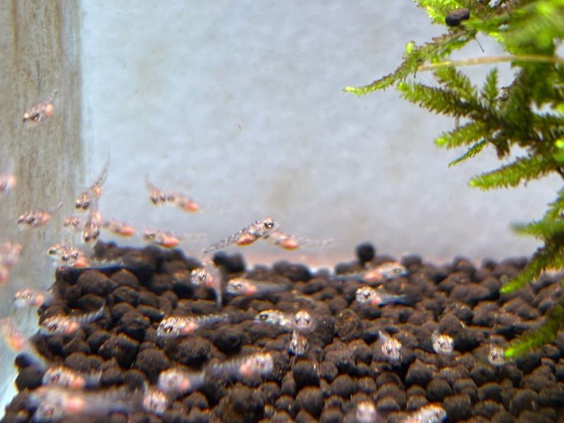 tropical fish - 370836898 - Kaidee