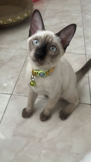 ซื้อ ขาย แมว วิเชียรมาศ (Siamese Cat) ออนไลน์ ราคาถูก | Kaidee