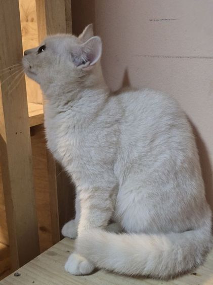 ลดประชากร British Fold Cat - 370391441 - Kaidee