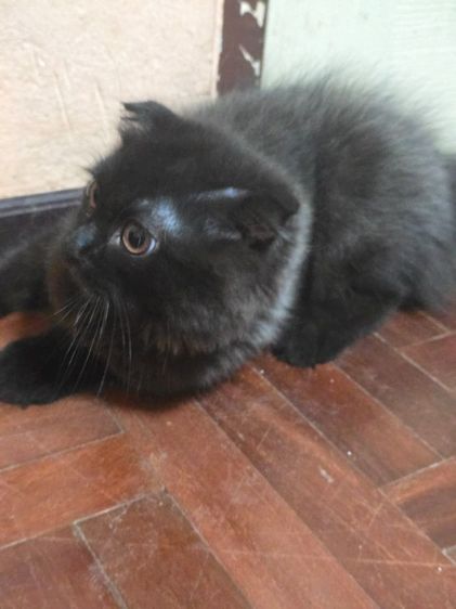 ลดประชากร British Fold Cat - 370391441 - Kaidee