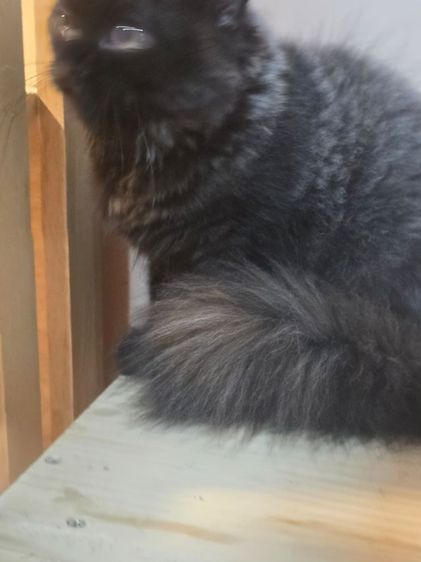 ลดประชากร British Fold Cat - 370391441 - Kaidee