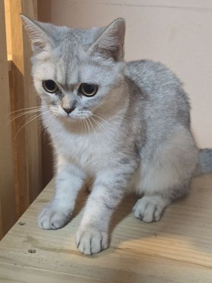 ลดประชากร British Fold Cat - 370391441 - Kaidee