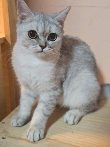 ลดประชากร British Fold Cat - 370391441 - Kaidee