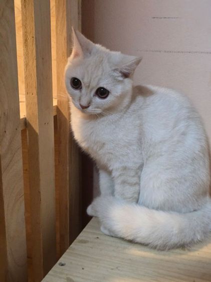 ลดประชากร British Fold Cat - 370391441 - Kaidee